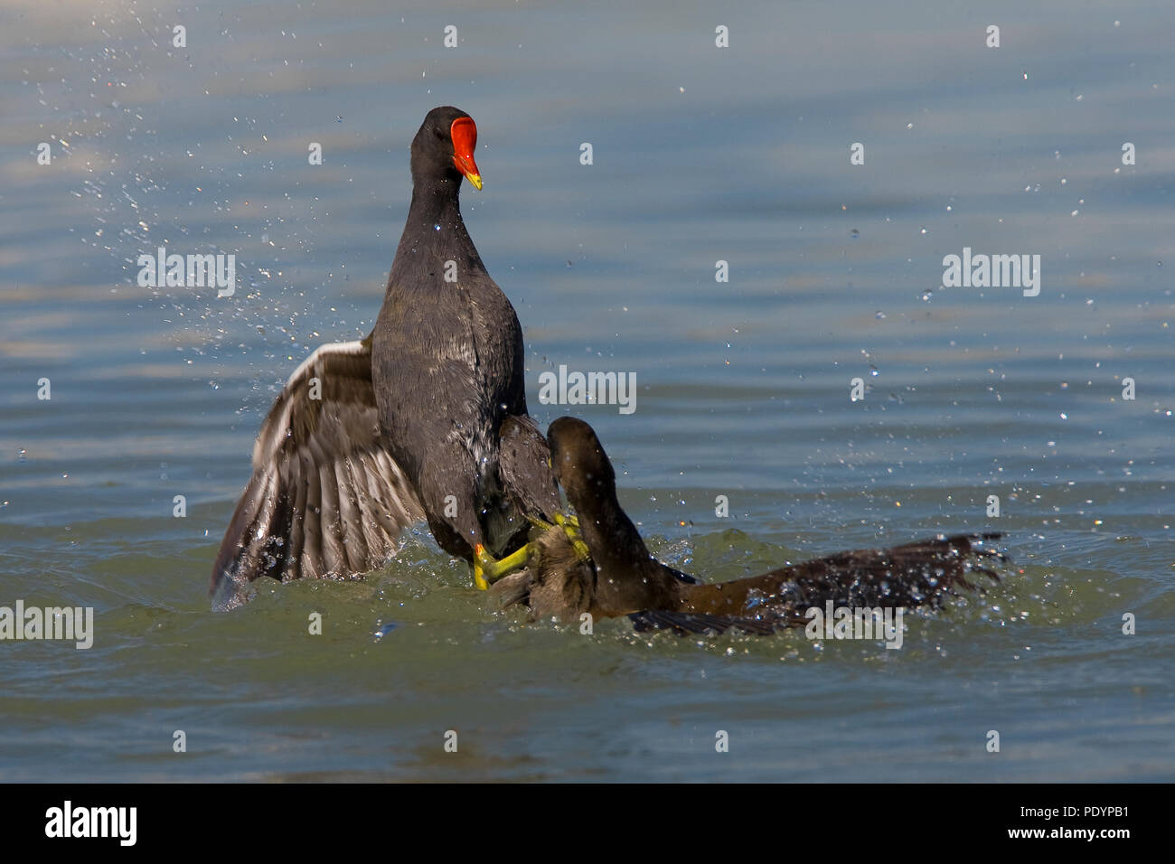 Common Moorhen; Gallinula chloropus; Waterhoentje Stock Photo - Alamy
