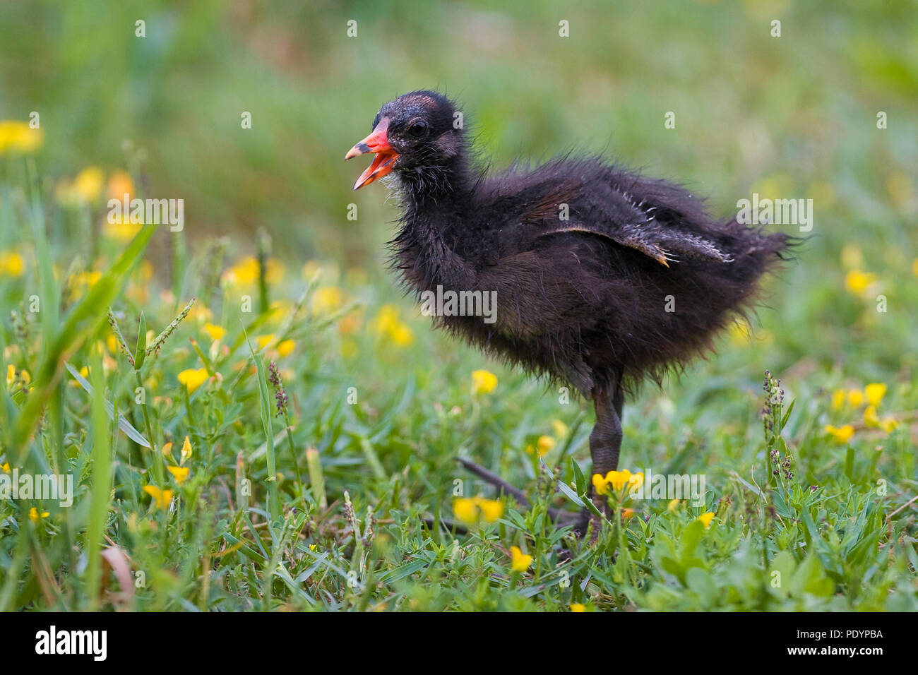 Common Moorhen; Gallinula chloropus; Waterhoentje Stock Photo - Alamy
