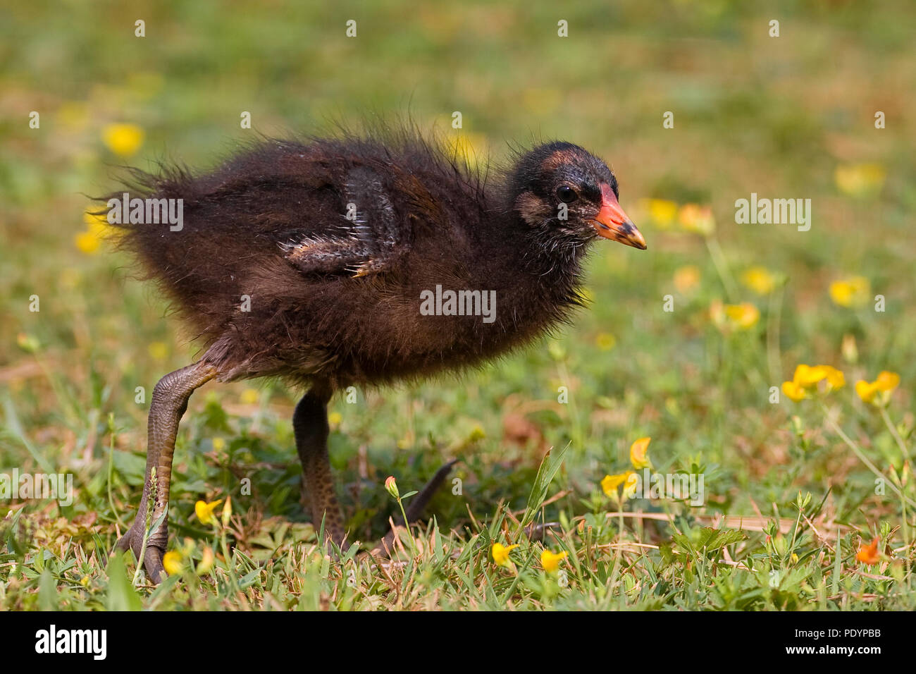 Common Moorhen; Gallinula chloropus; Waterhoentje Stock Photo - Alamy