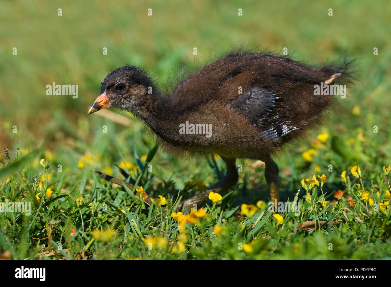 Common Moorhen; Gallinula chloropus; Waterhoentje Stock Photo - Alamy