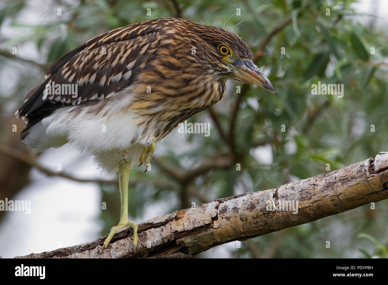 Night Heron; Nycticorax nycticorax; Kwak Stock Photo - Alamy