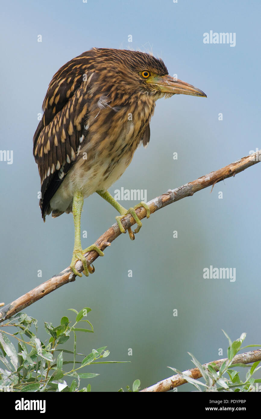 Night Heron; Nycticorax nycticorax; Kwak Stock Photo - Alamy