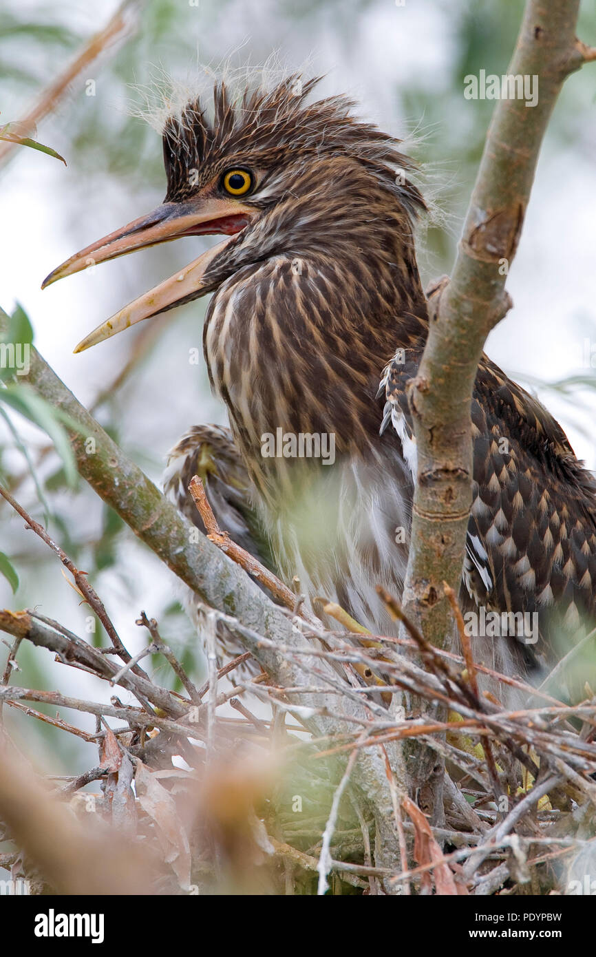 Night Heron; Nycticorax nycticorax; Kwak Stock Photo - Alamy
