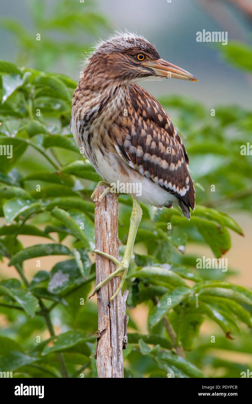 Night Heron; Nycticorax nycticorax; Kwak Stock Photo - Alamy