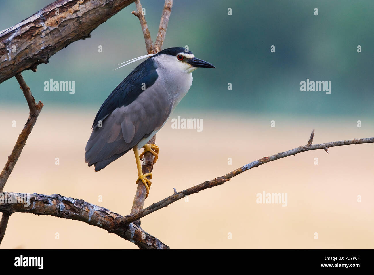 Night Heron; Nycticorax nycticorax; Kwak Stock Photo - Alamy