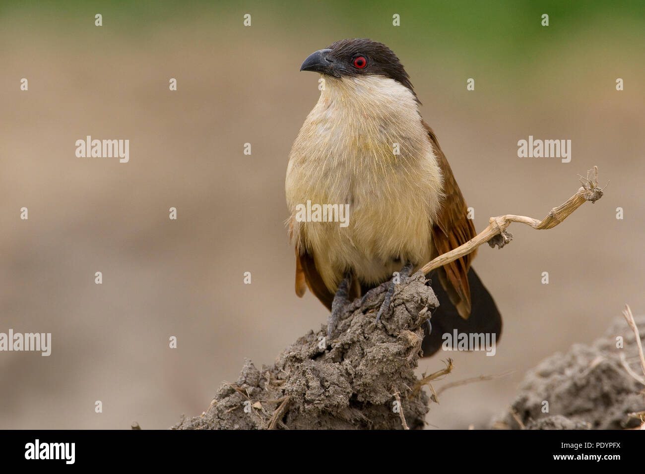 Senegal coucal centropus senegalensis hi-res stock photography and ...