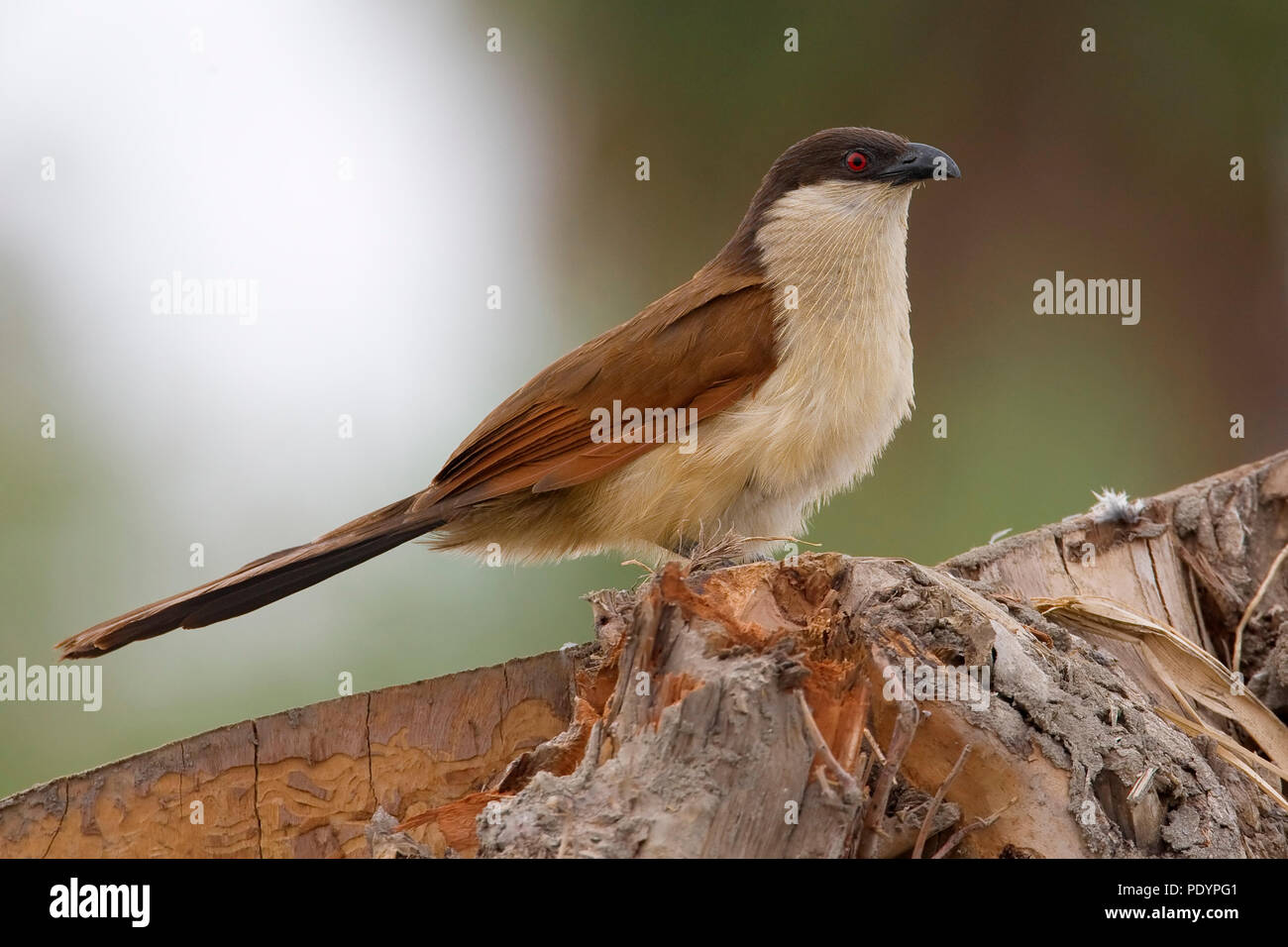 Centropus senegalensis hi-res stock photography and images - Alamy