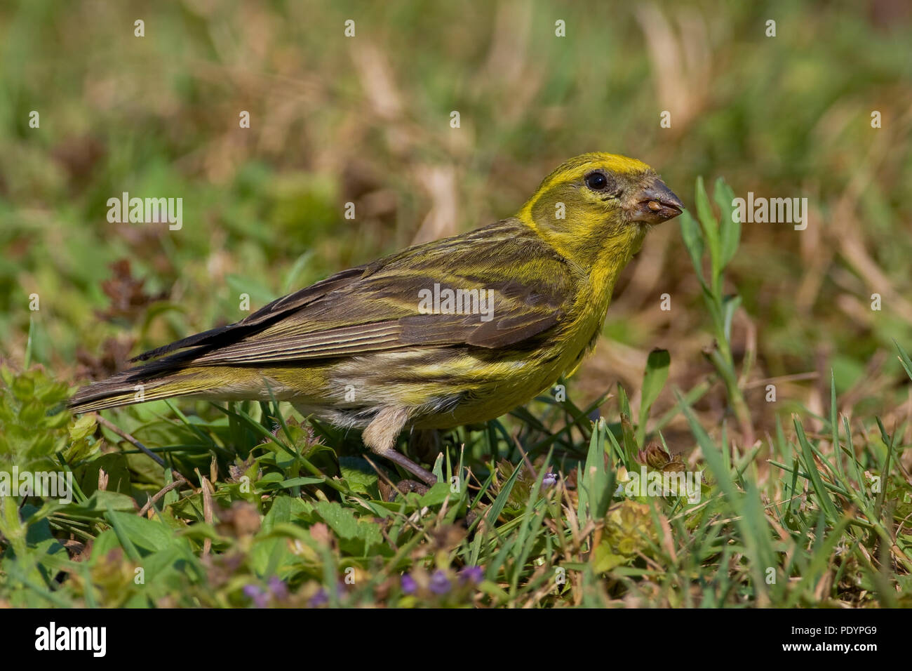 Europese kanarie hi-res stock photography and images - Alamy