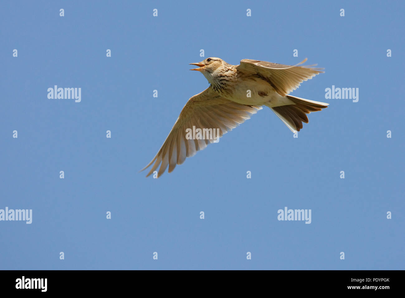 Skylark flying hi-res stock photography and images - Alamy