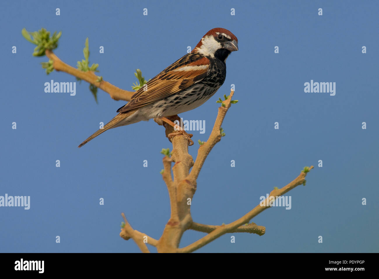 Spanish Sparrow; Passer hispaniolensis; Spaanse Mus Stock Photo - Alamy