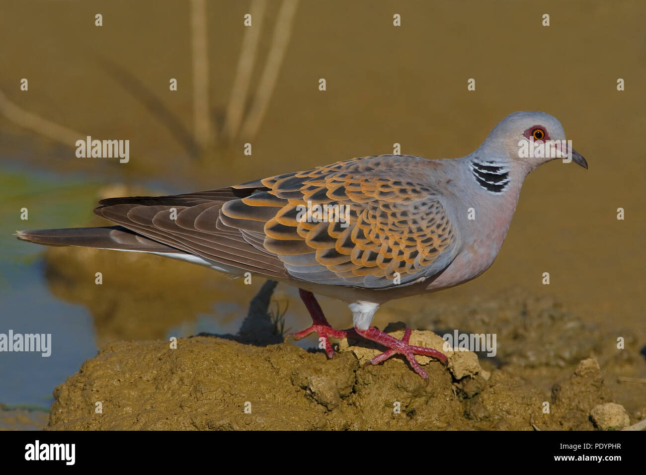 Turtle Dove; Streptopelia turtur; Zomertortel; Tortelduif Stock Photo ...