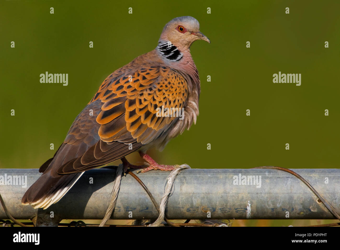 Turtle Dove; Streptopelia turtur; Zomertortel; Tortelduif Stock Photo ...