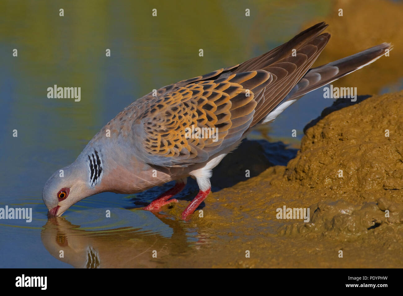 Turtle Dove; Streptopelia turtur; Zomertortel Stock Photo - Alamy
