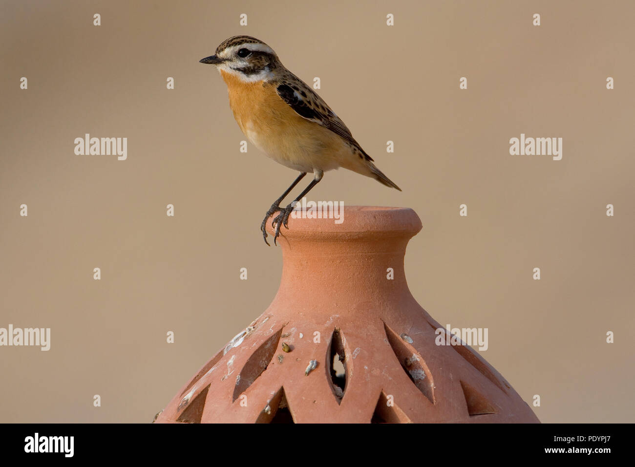 Winchat hi-res stock photography and images - Alamy