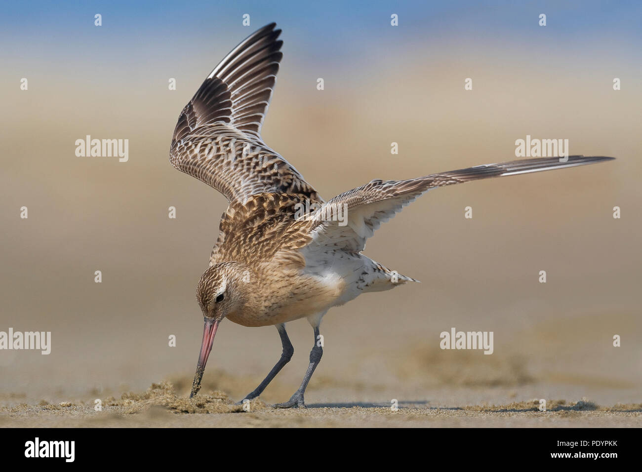 Bar tailed godwit bird hi-res stock photography and images - Alamy