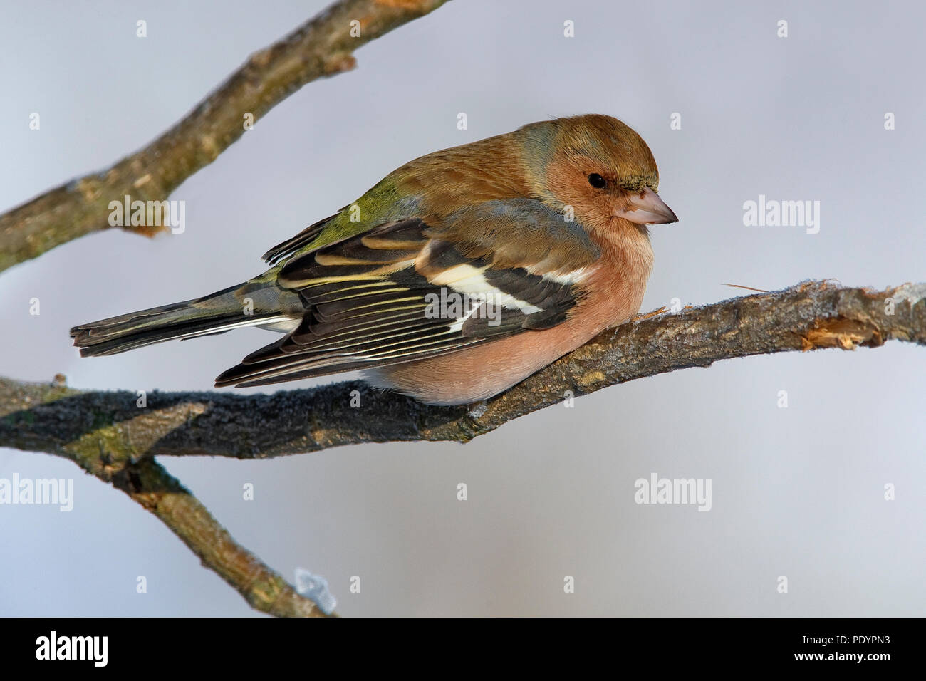 Chaffinch common hi-res stock photography and images - Alamy