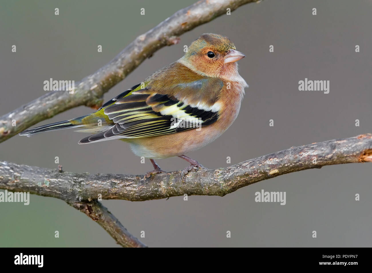Bird common chaffinch on branch hi-res stock photography and images - Alamy
