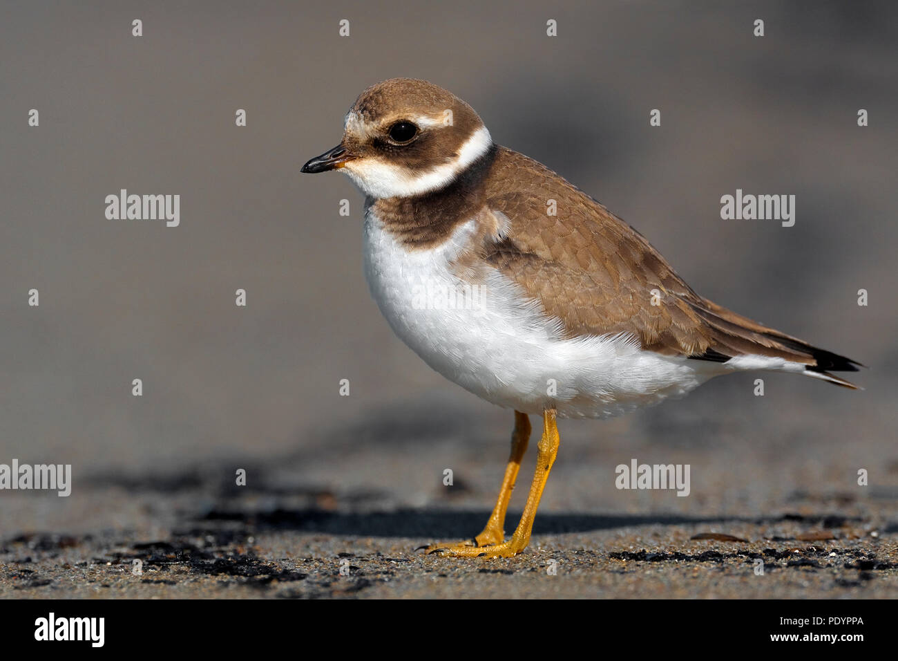 Common ringed plover hi-res stock photography and images - Alamy