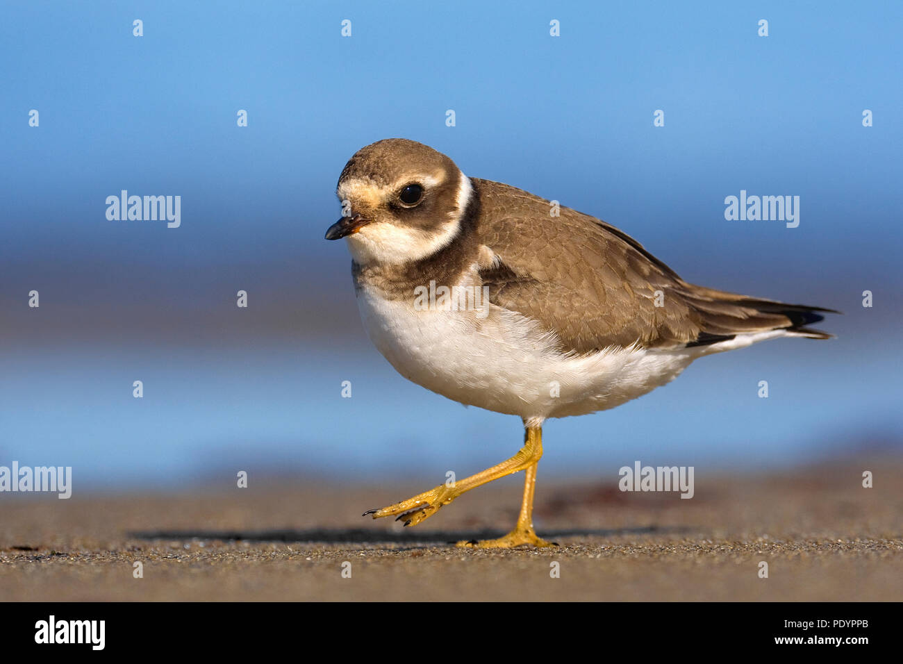 Common Ringed Plover in non-breeding plumage on mudflat Stock Photo - Alamy