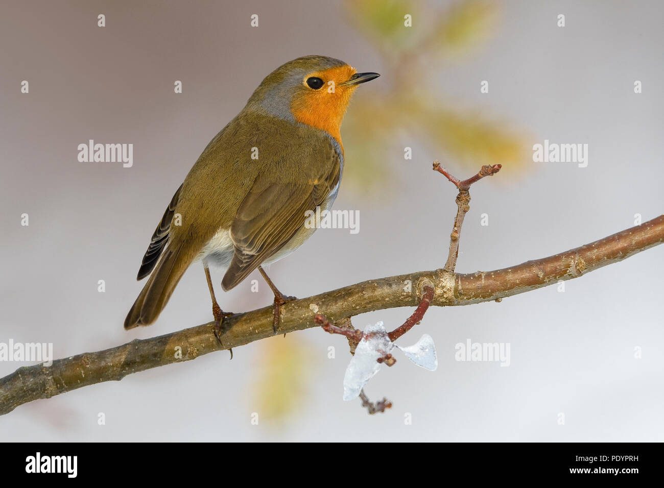 Orange robin hi-res stock photography and images - Alamy