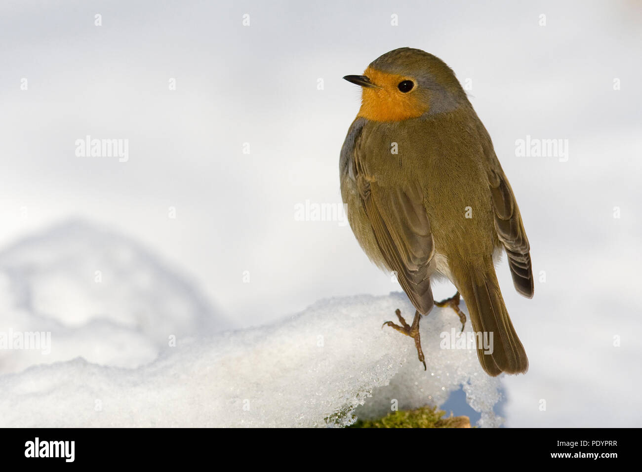 Robin in snow Stock Photo - Alamy