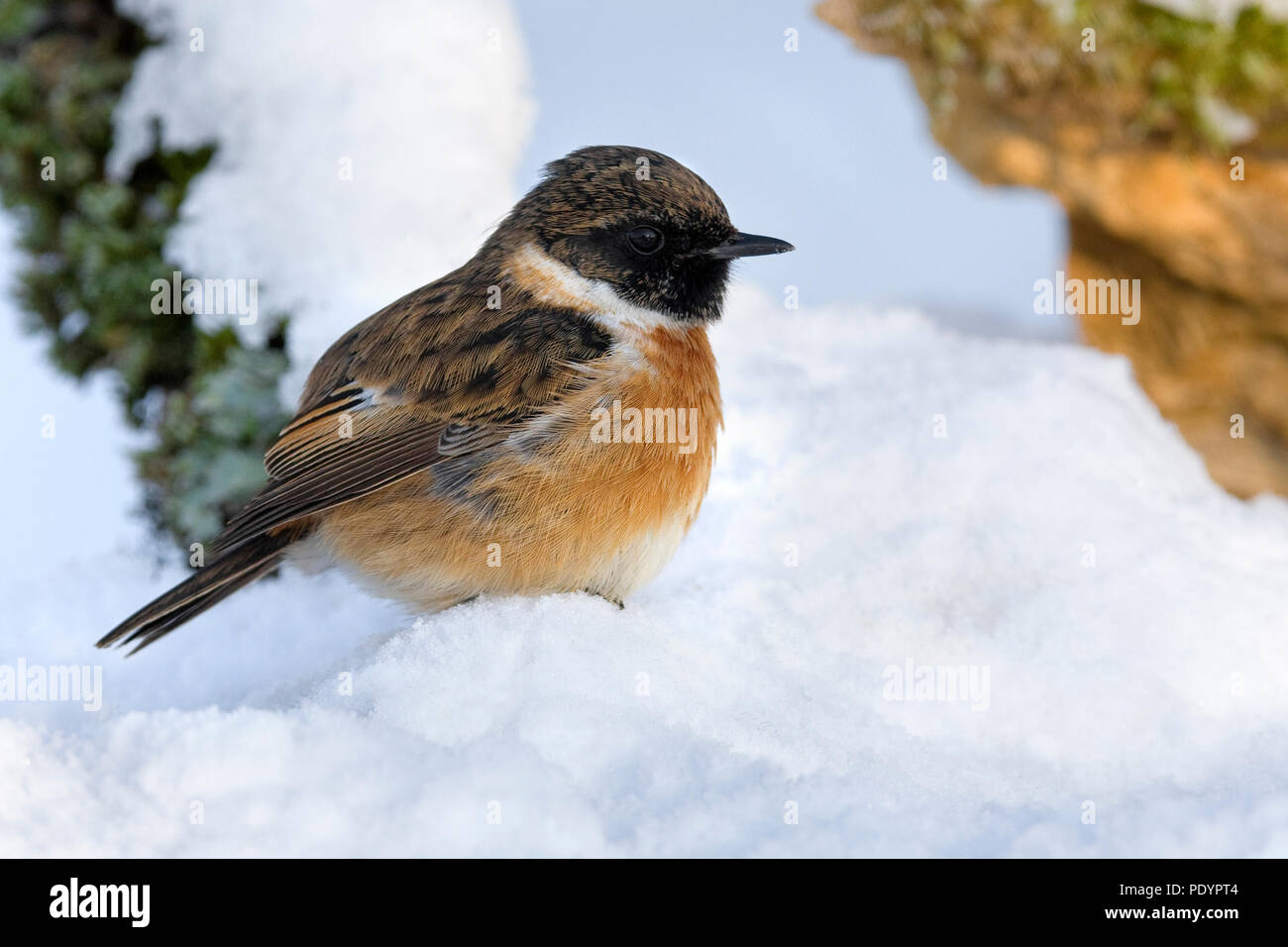 European Stonechat in snow Stock Photo - Alamy