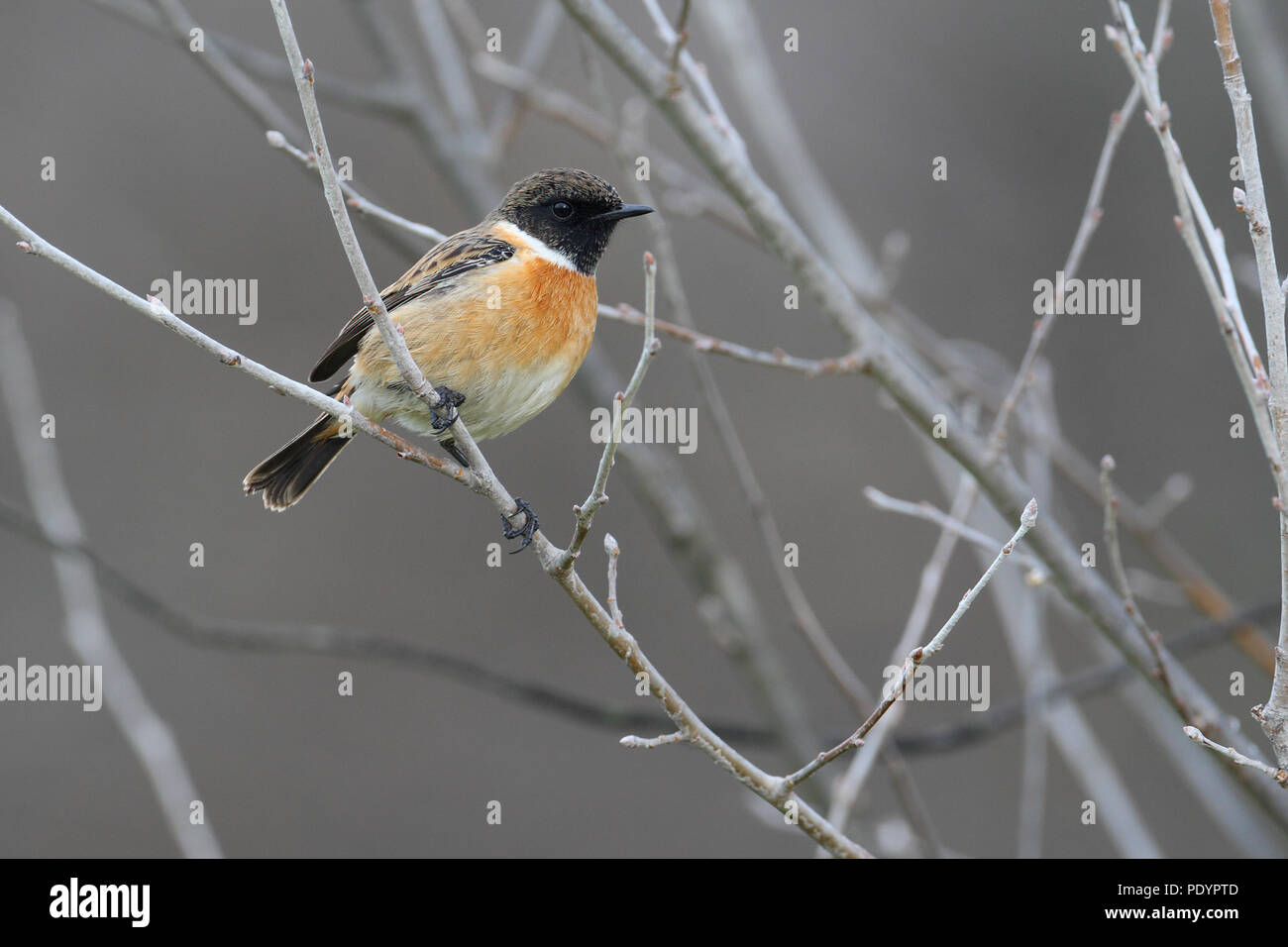 Stonechat winter hi-res stock photography and images - Alamy