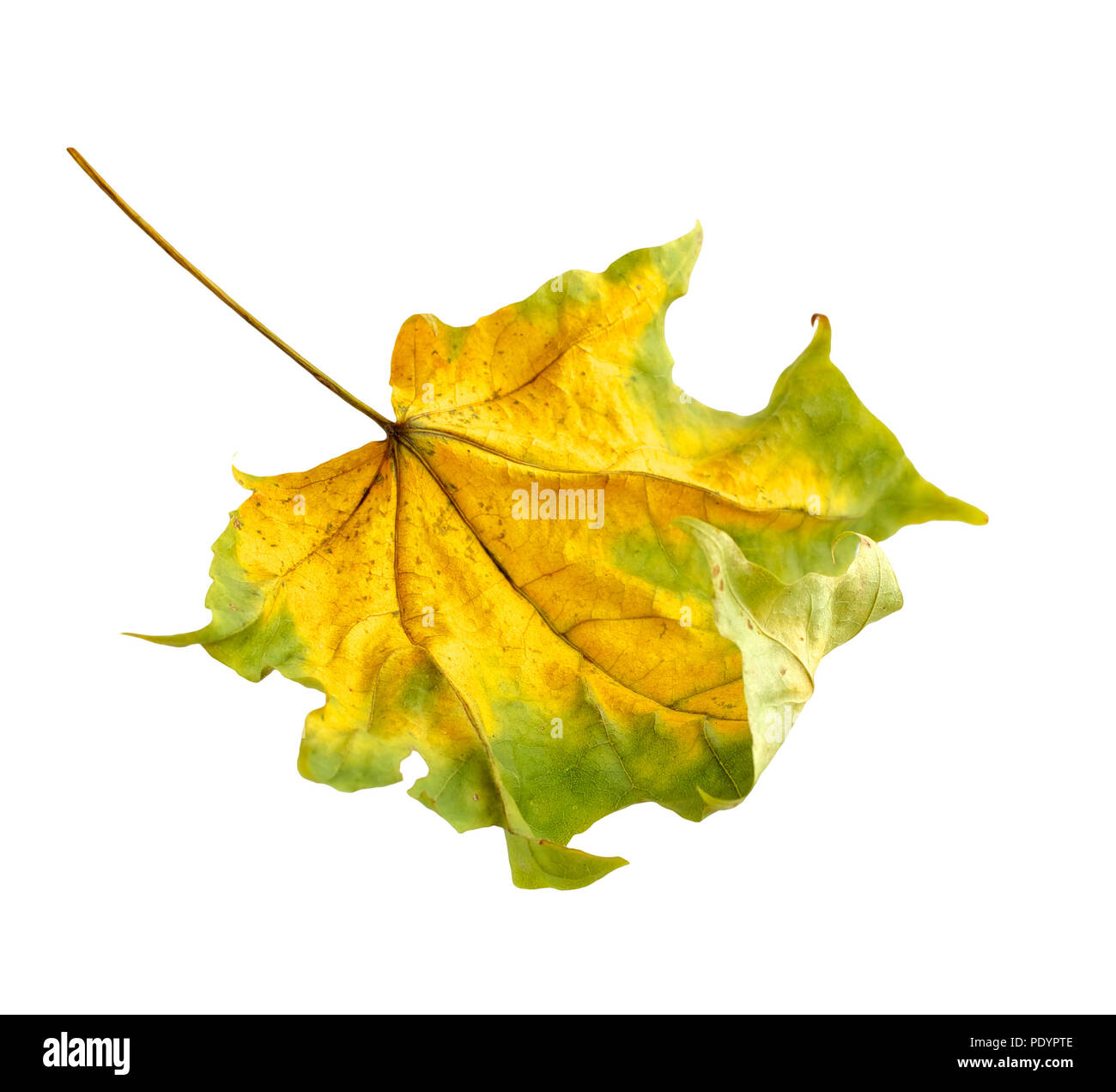 colorful autumn maple leaf isolated on white background Stock Photo - Alamy