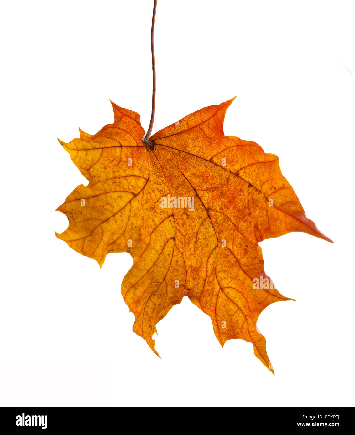 colorful autumn maple leaf isolated on white background Stock Photo - Alamy