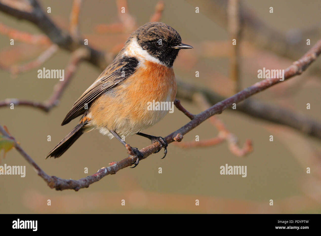 Stonechat winter hi-res stock photography and images - Alamy