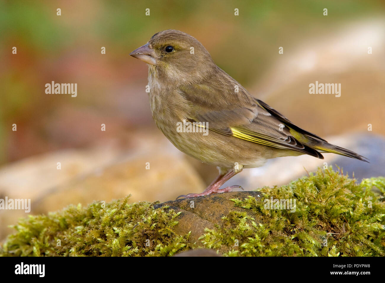 Greenfinch fauna hi-res stock photography and images - Alamy