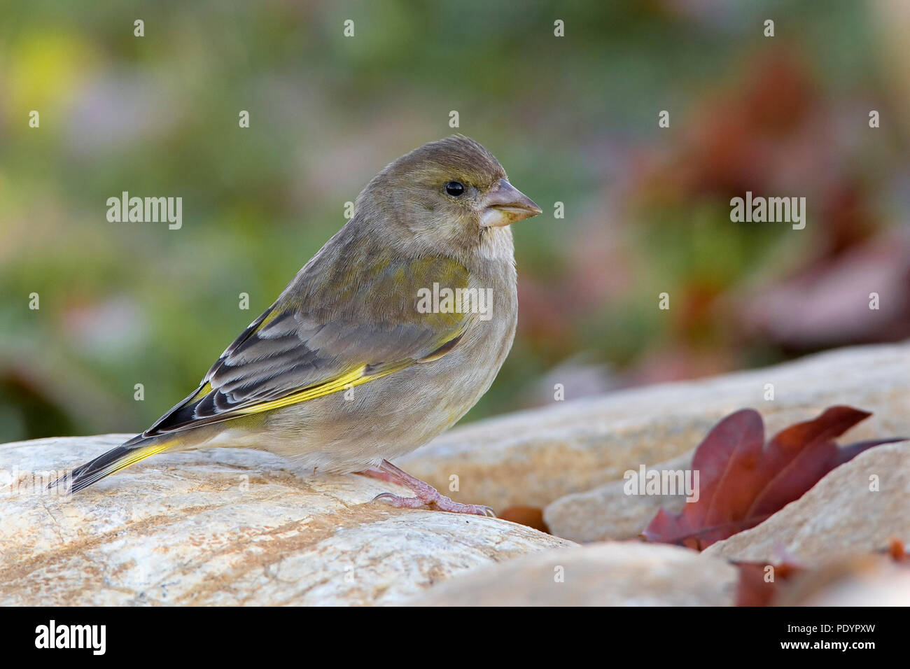 Greenfinch fauna hi-res stock photography and images - Alamy
