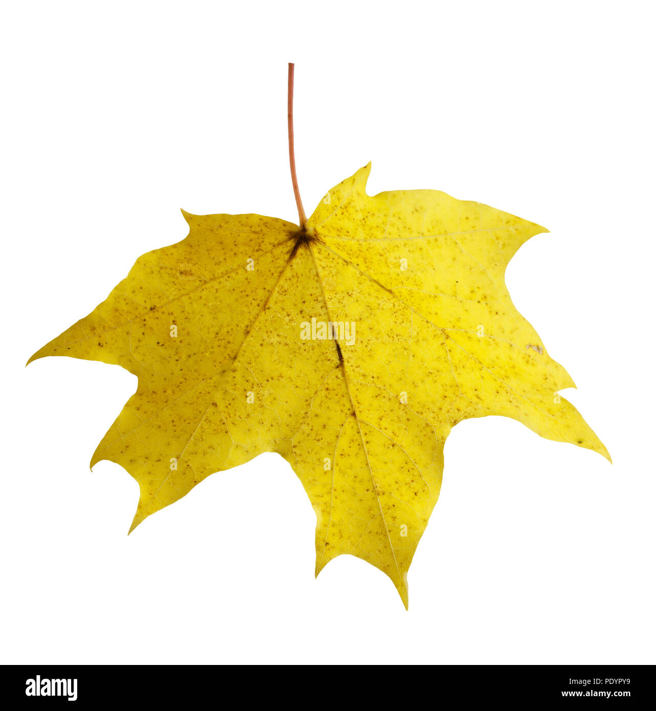 colorful autumn maple leaf isolated on white background Stock Photo - Alamy