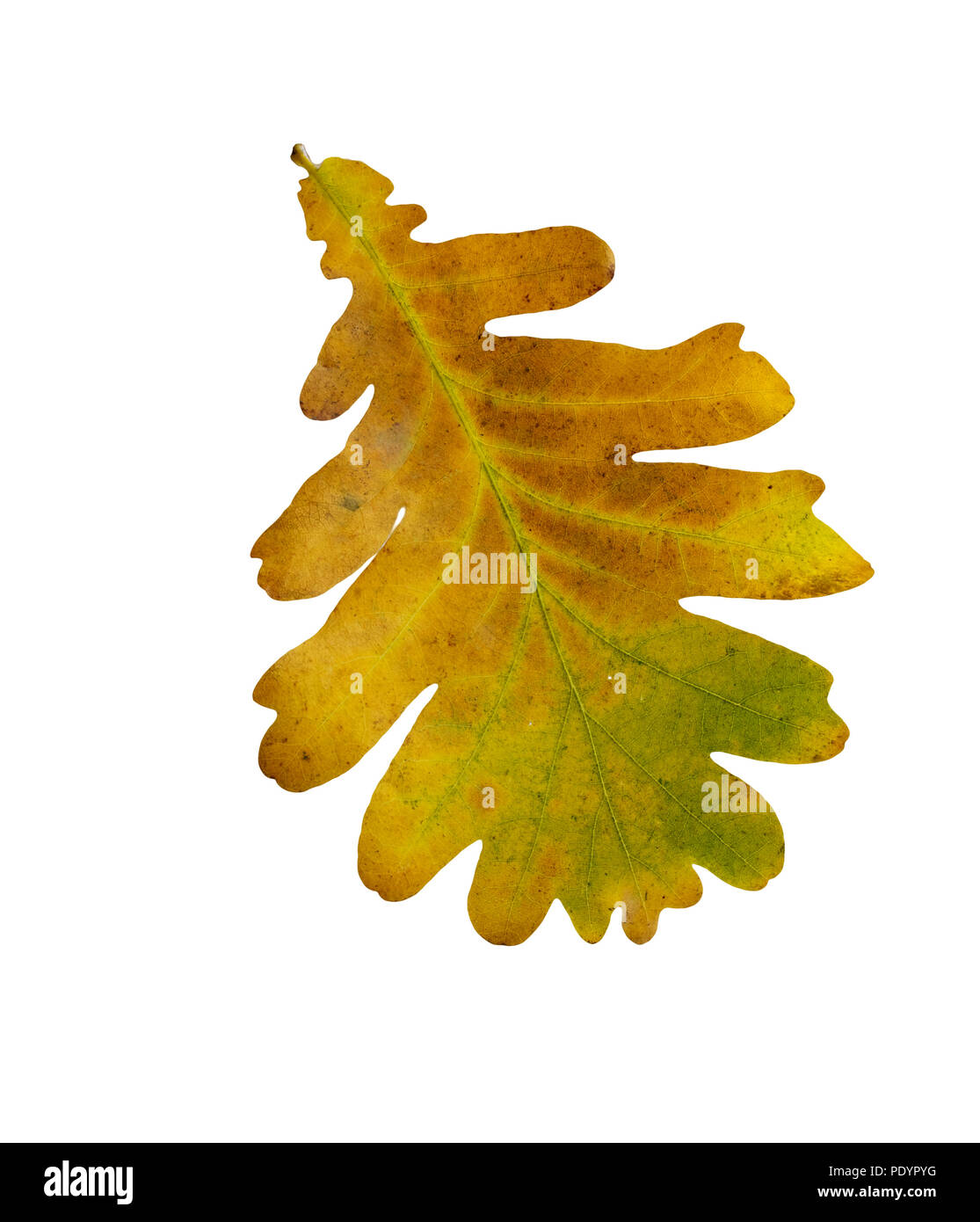 Colorful oak tree leave isolated on white background Stock Photo - Alamy