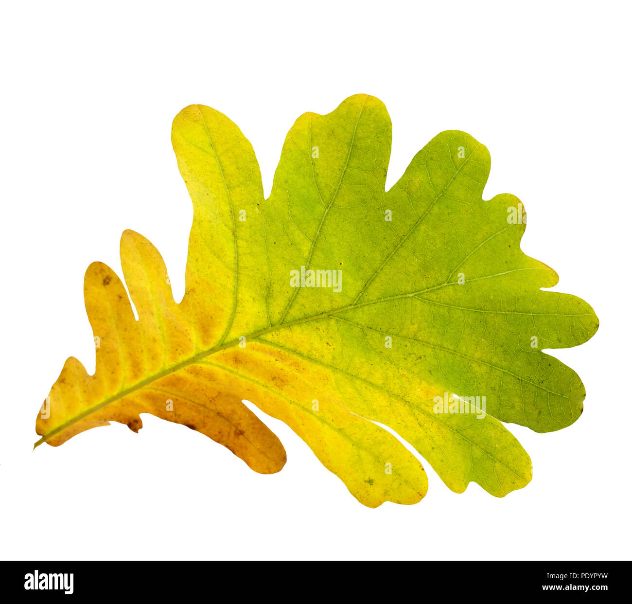 Colorful oak tree leave isolated on white background Stock Photo - Alamy