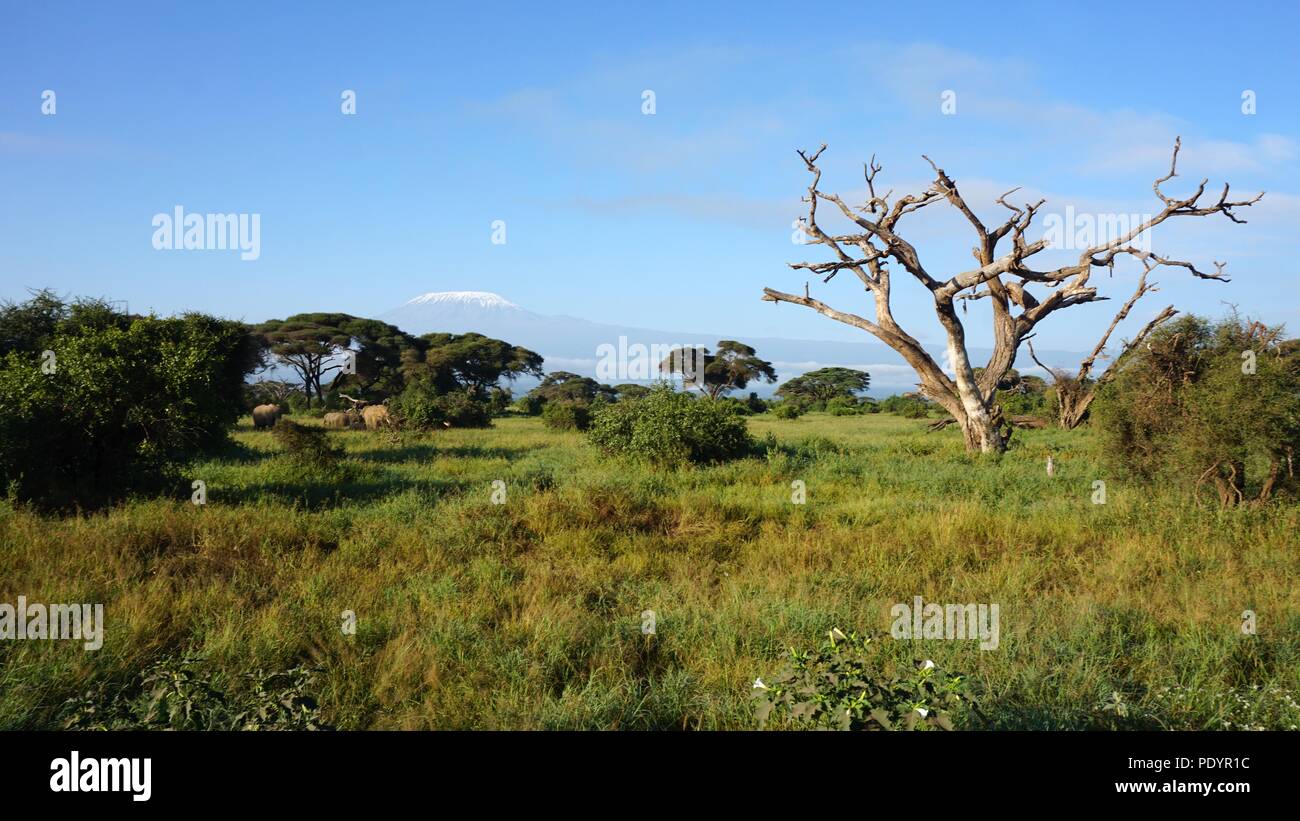 landscape in kenyan national park with mount kilimanjaro Stock Photo ...