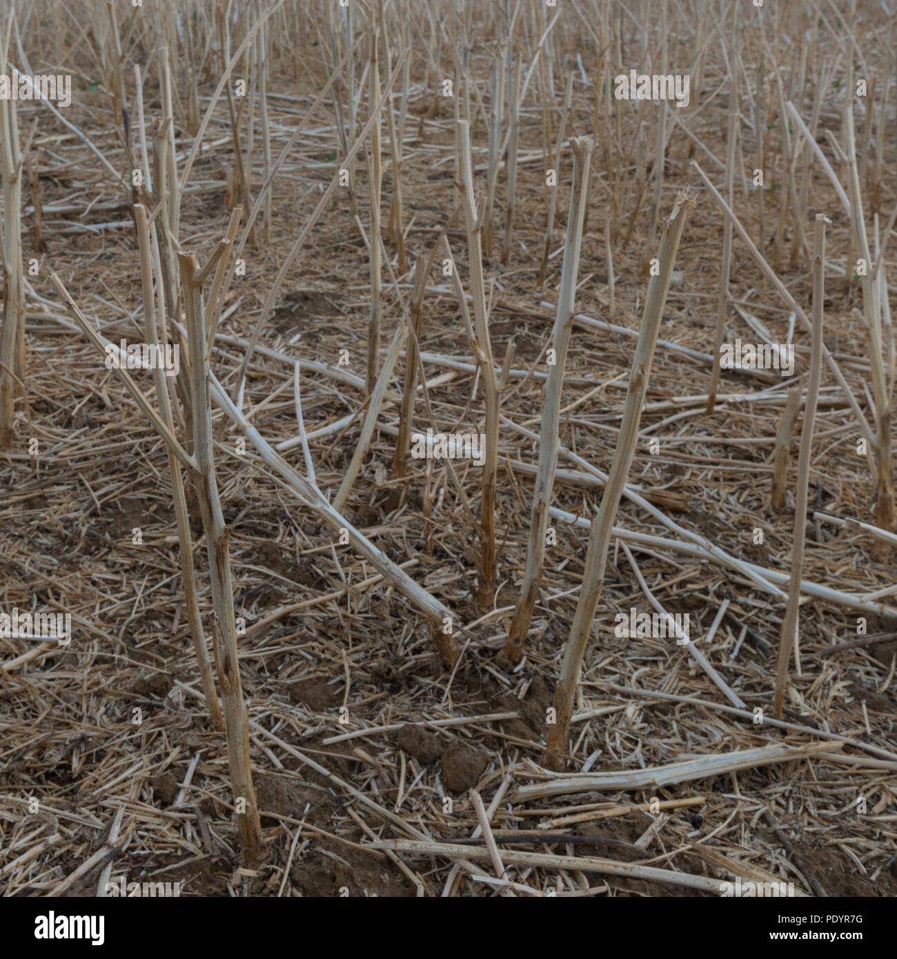 Dry crops hi-res stock photography and images - Alamy
