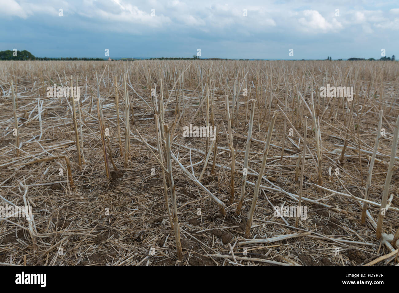 Effect of the dry spell on crops in Europe in 2018 Stock Photo - Alamy