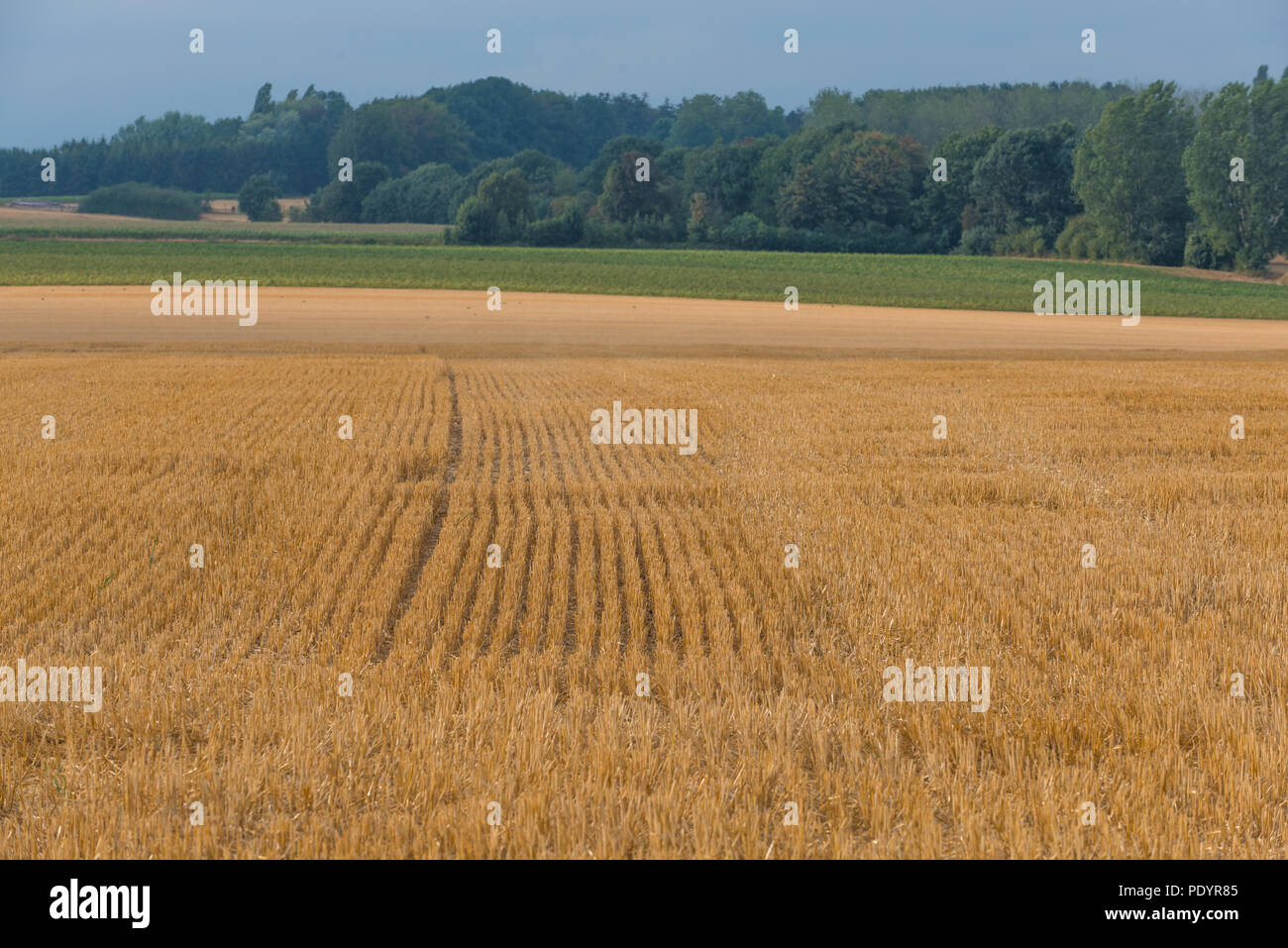 Golden grain field after harvest Stock Photo - Alamy