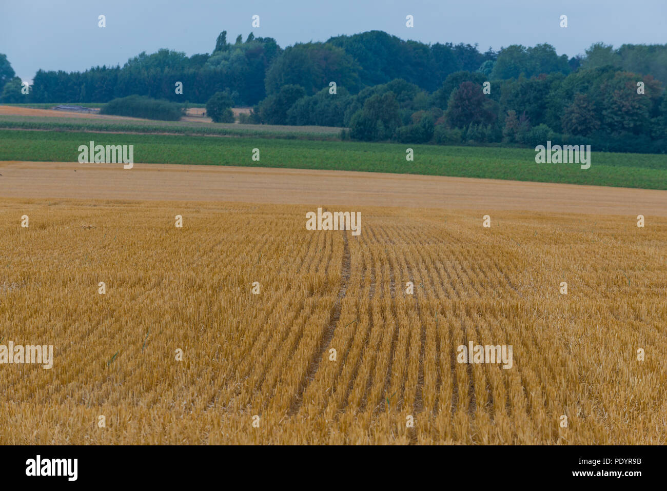 Golden grain field after harvest Stock Photo - Alamy