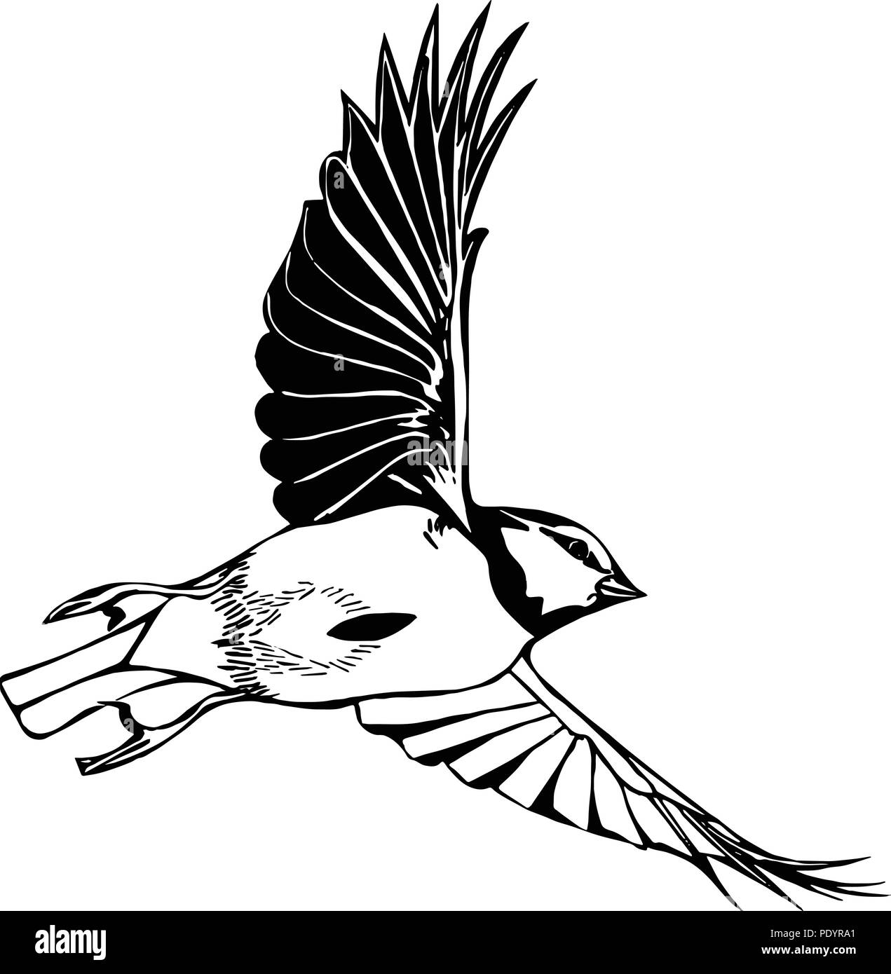 Monochrome vector graphic Blue tit in-flight, viewed from below Stock ...