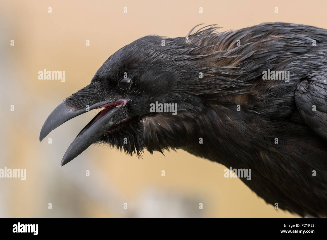 Common raven scotland hi-res stock photography and images - Alamy