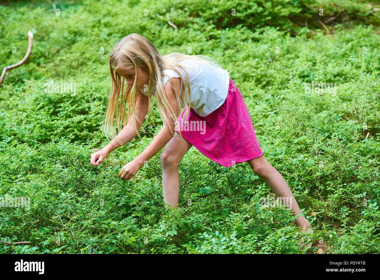 Child blond adorable girl picking fresh berries on blueberry field in ...