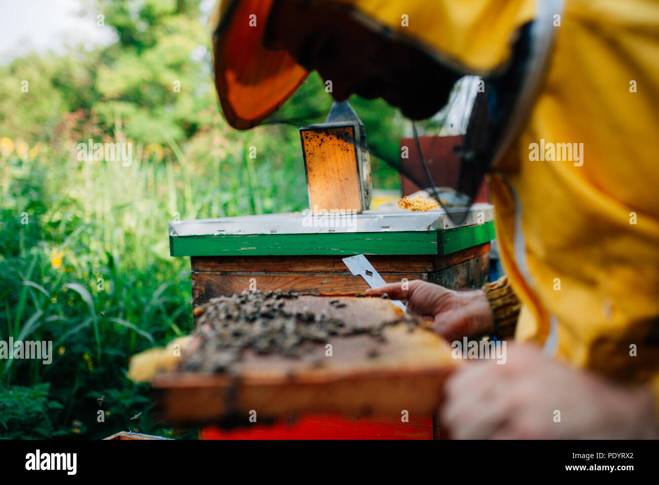 Apiarist looking and examining frame with bees in the forest Stock ...