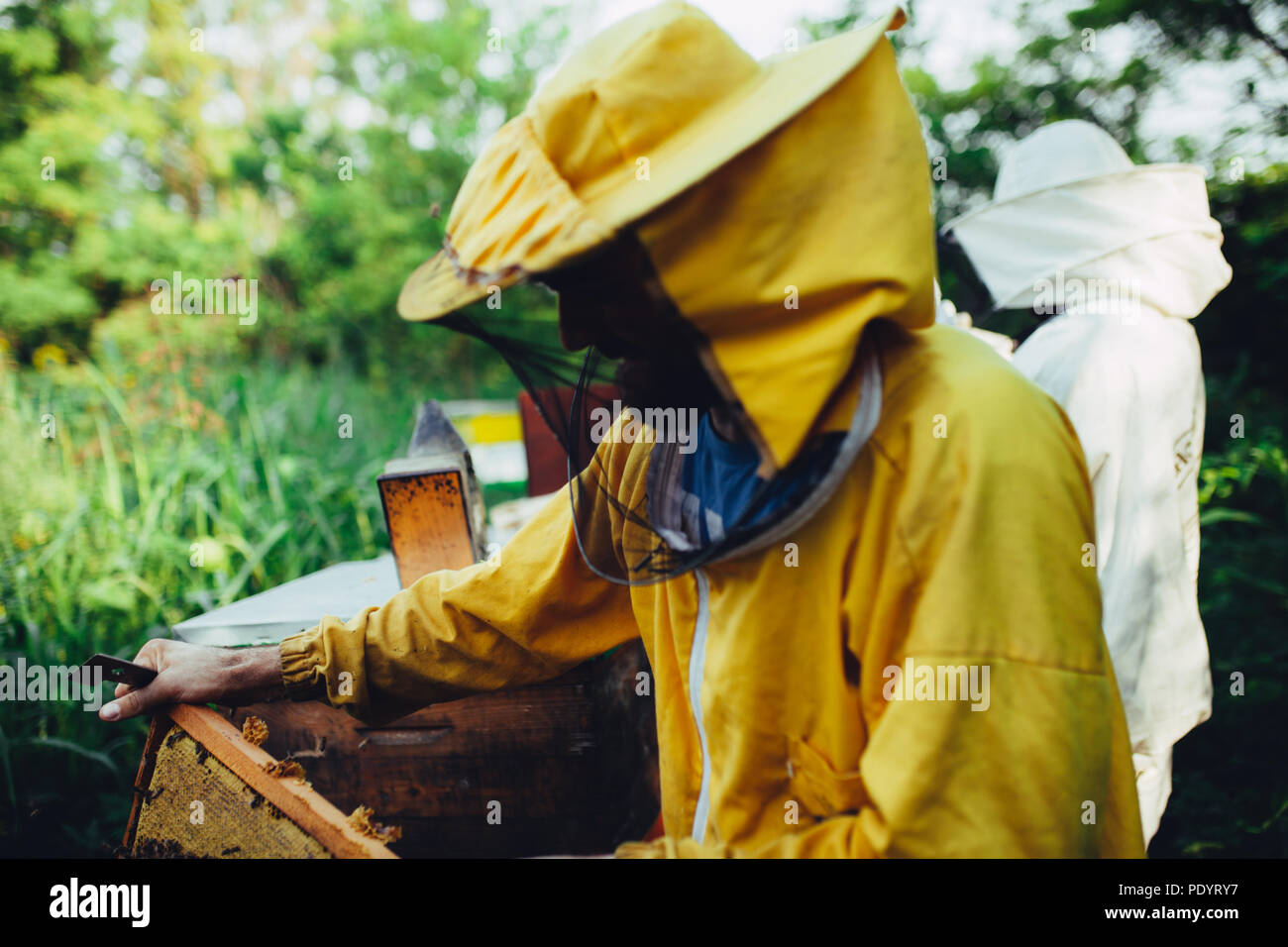 Apiarist Apiculture Bee Farming Stock Photos & Apiarist Apiculture Bee ...
