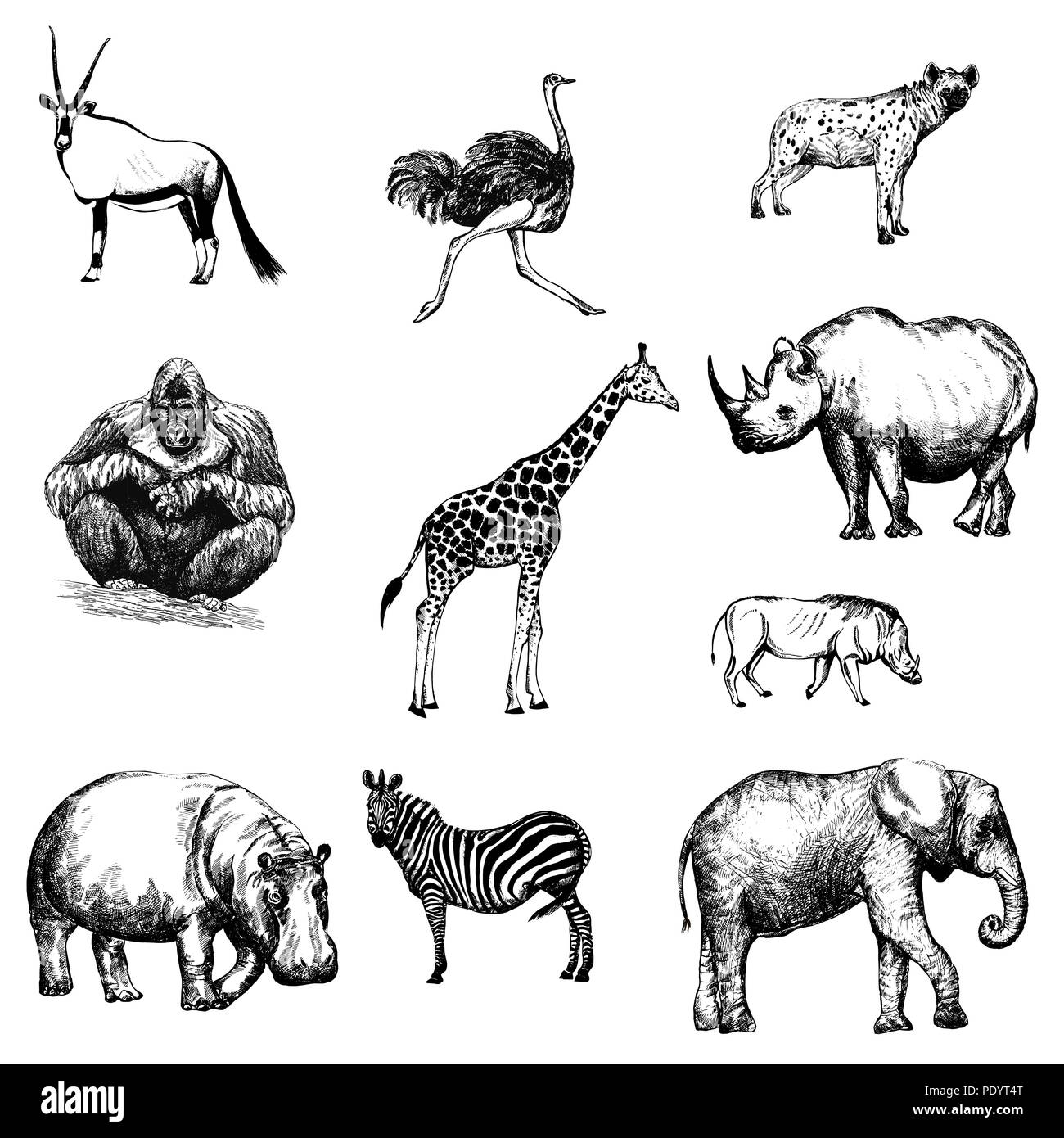 African Animals Clipart Black And White