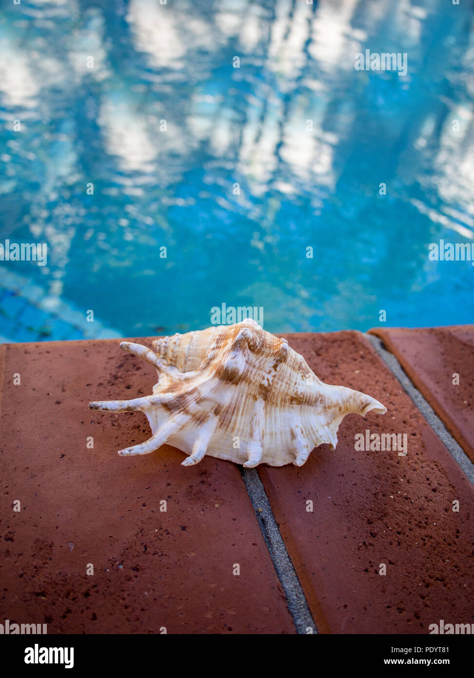 Shell on swimming pool edge Stock Photo - Alamy