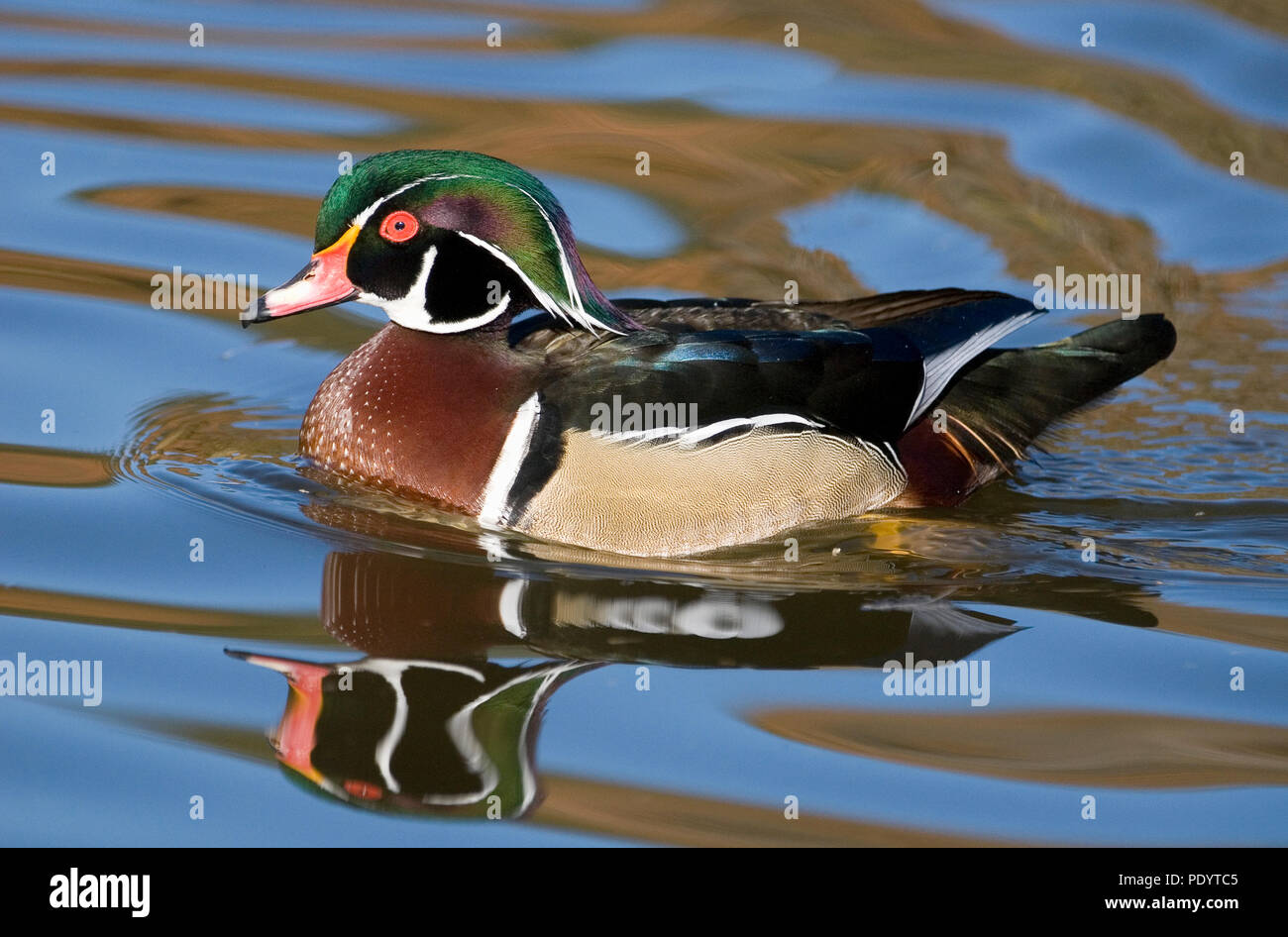 Wood Duck, Drake, Breeding Plumage, San Diego, California Stock Photo ...