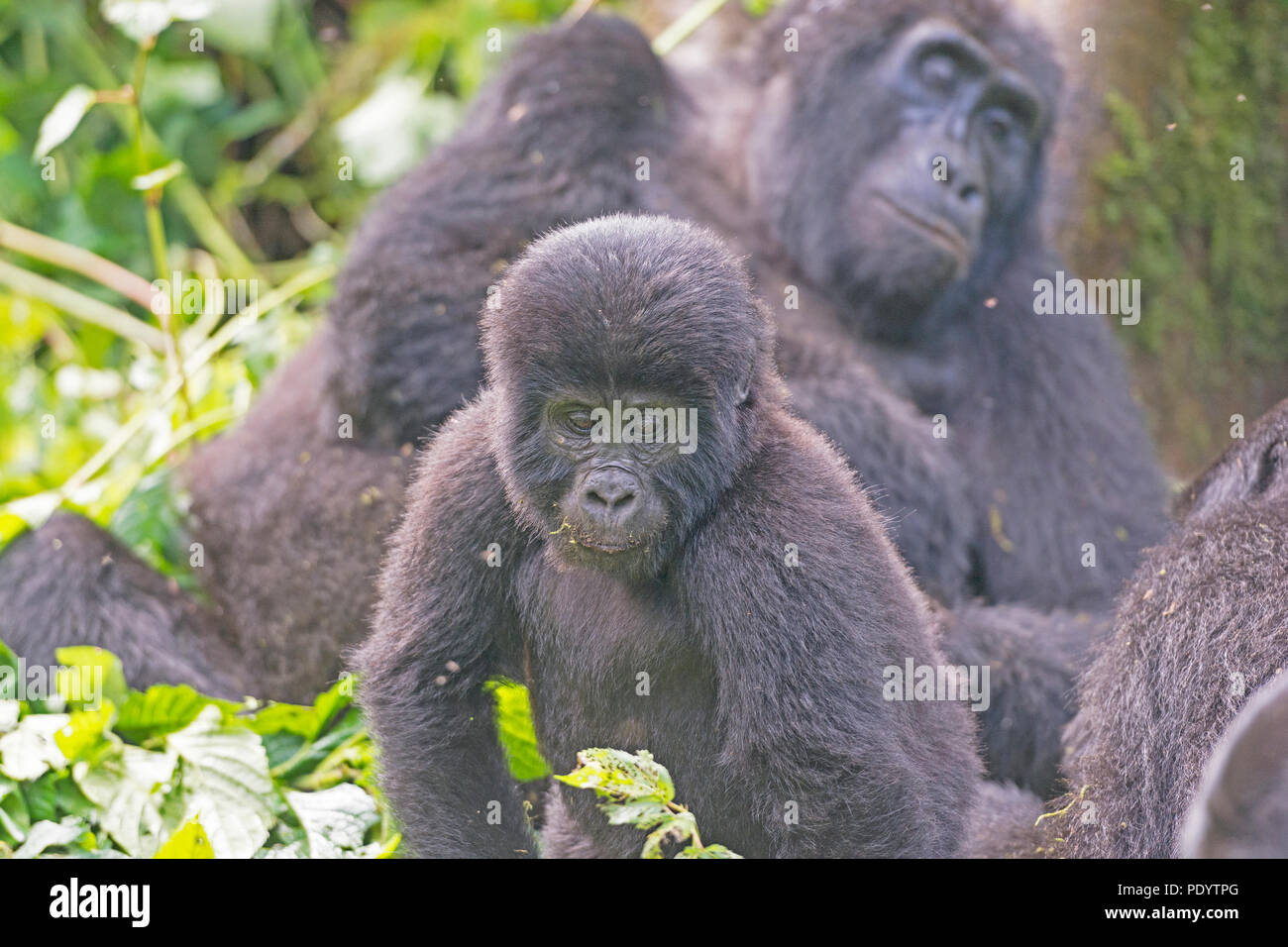 Gorilla family hi-res stock photography and images - Alamy
