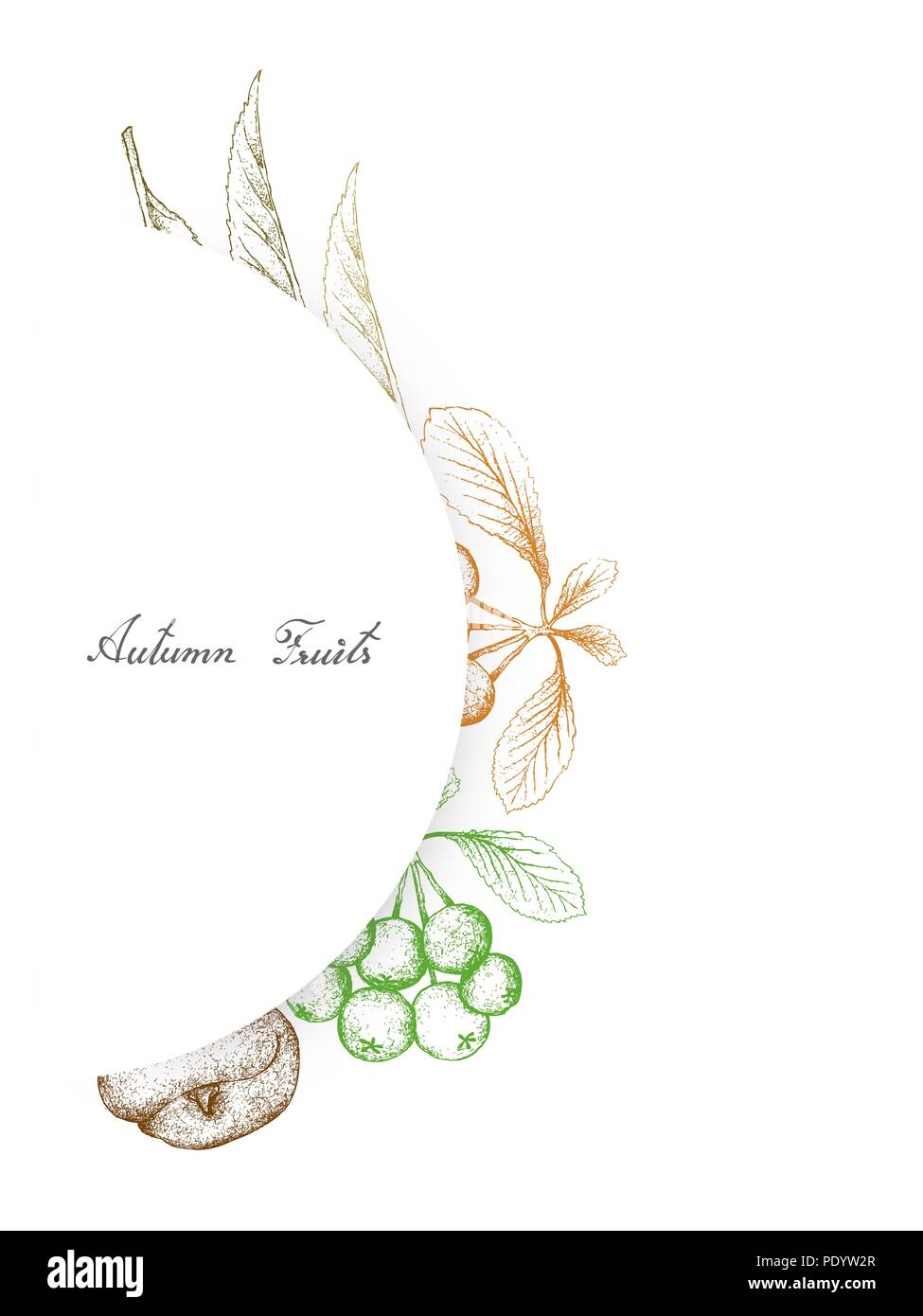 Autumn Fruits, Illustration Hand Drawn Sketch of Ripe Angel Peaches and ...